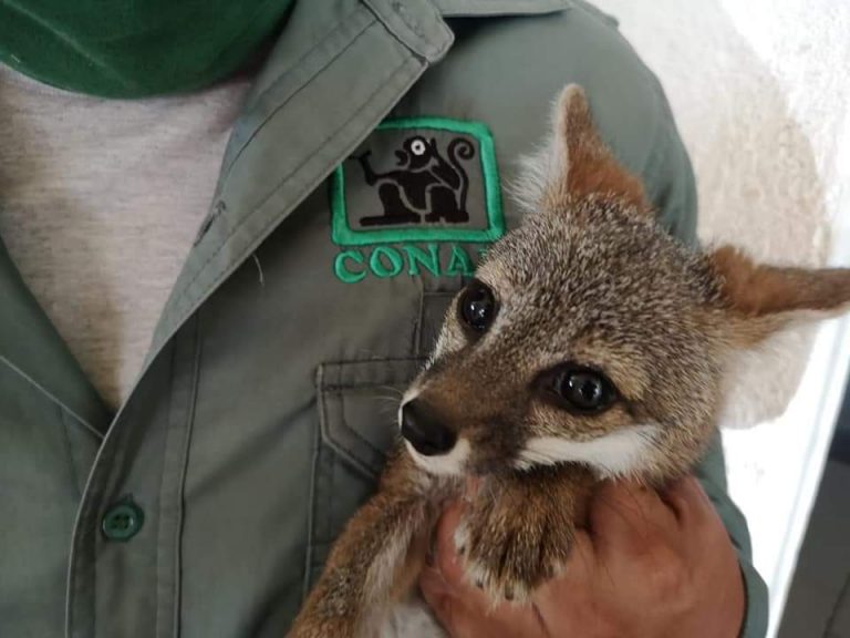 El CONAP continúa trabajando por la conservación de la fauna silvestre